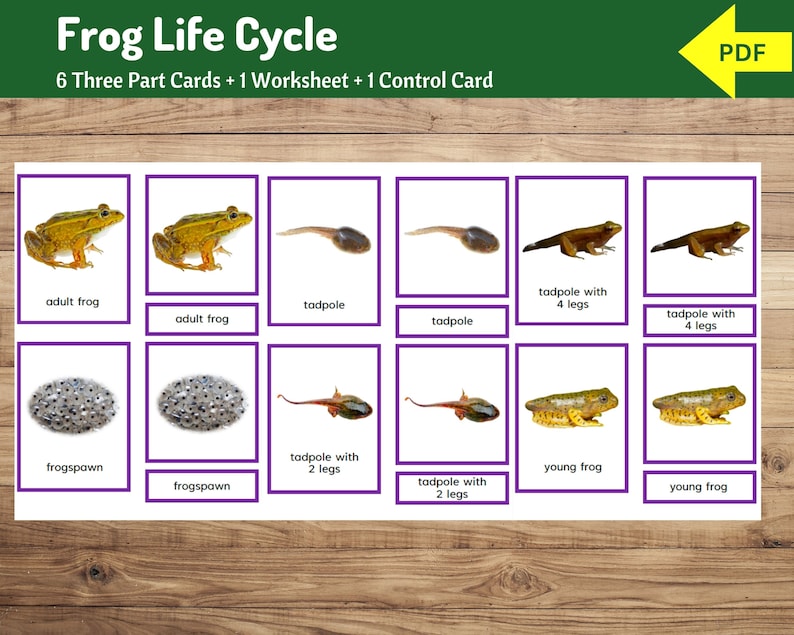 Lifecycle of a Frog | Montessori Three Part Cards + Control Cards ...