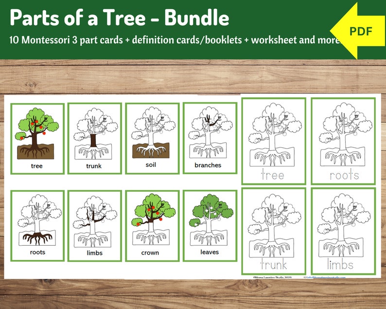 Parts of a Tree Bundle description Cards Nomenclature Cards - Etsy