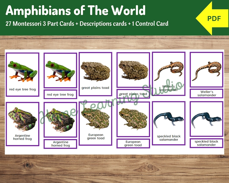 Amphibians of the World | Montessori 3-part Cards + Description Cards ...