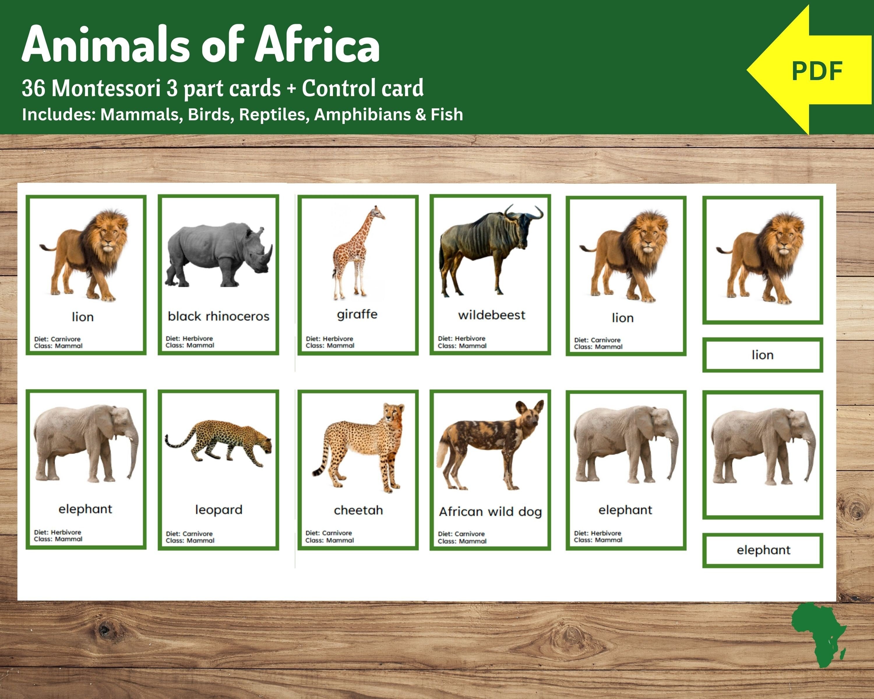 Animals of Africa 36 Montessori Three Part Cards 36 Control Cards ...