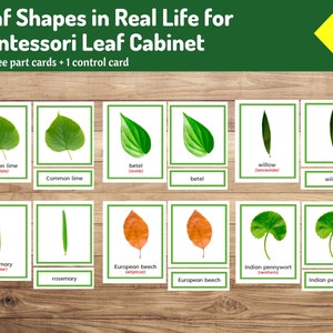 Montessori Sun Game 54 Sorting Cards 9 Title Cards 2 Control Cards ...