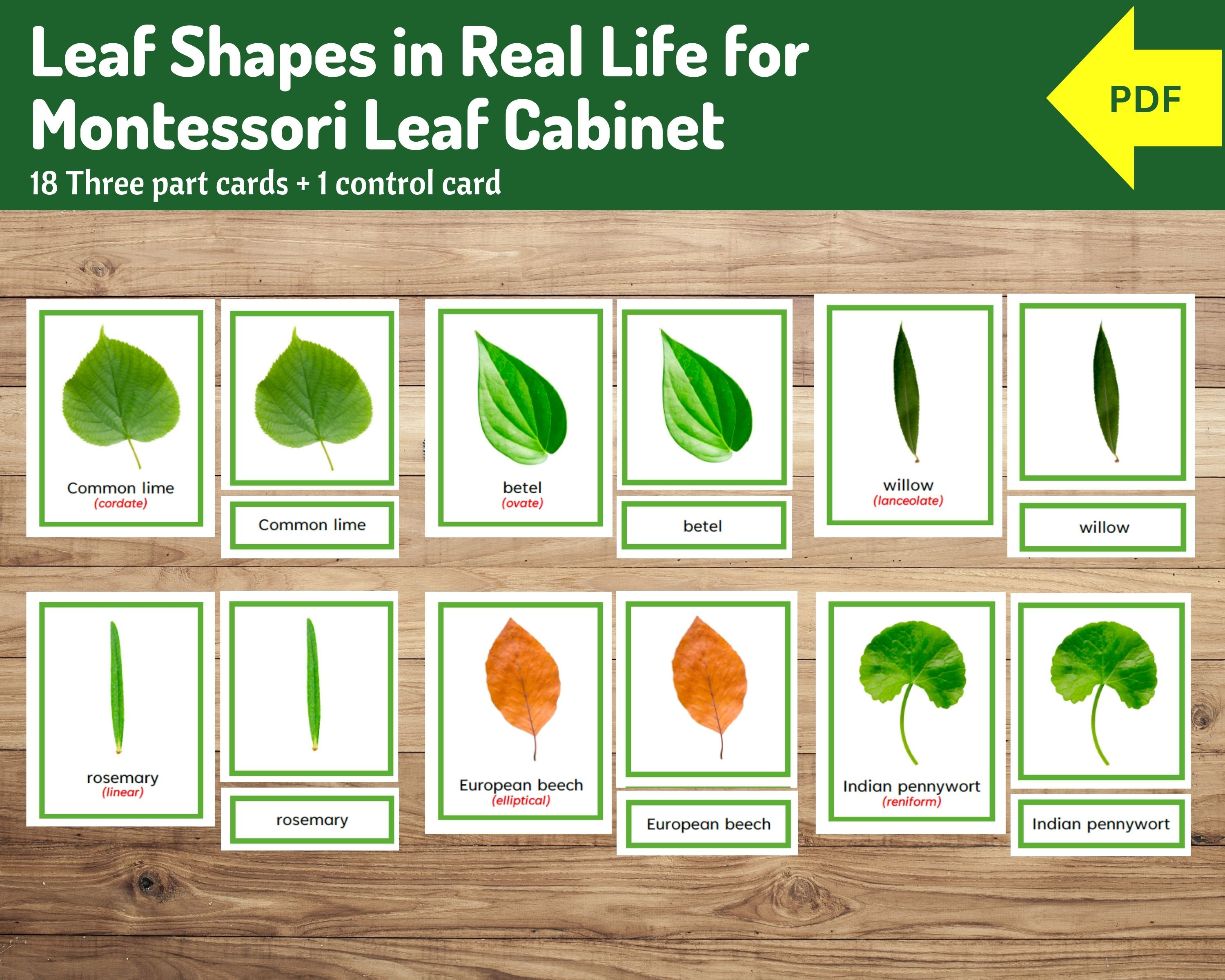 Leaf Shapes in Real Life – Montessori Leaf Cabinet | 18 Pictures With ...