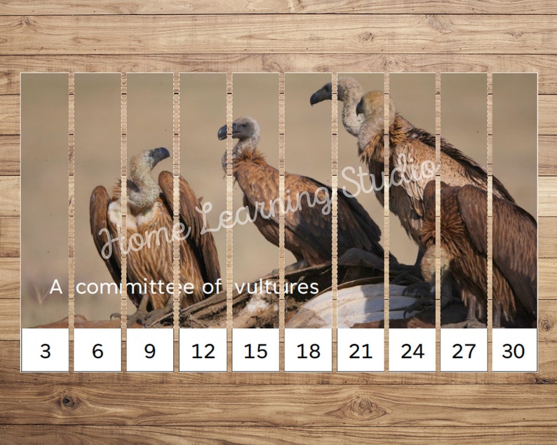 Skip Counting With Animals of Africa | Collective Nouns ...