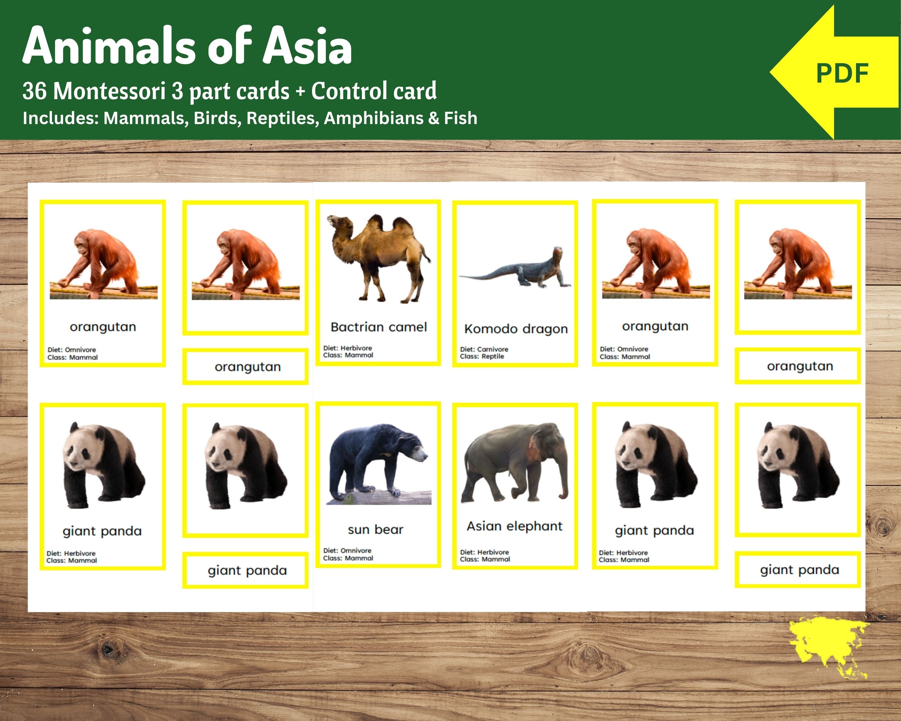 Animals of Asia Montessori 3-part Cards | Geography Learning for Kids ...