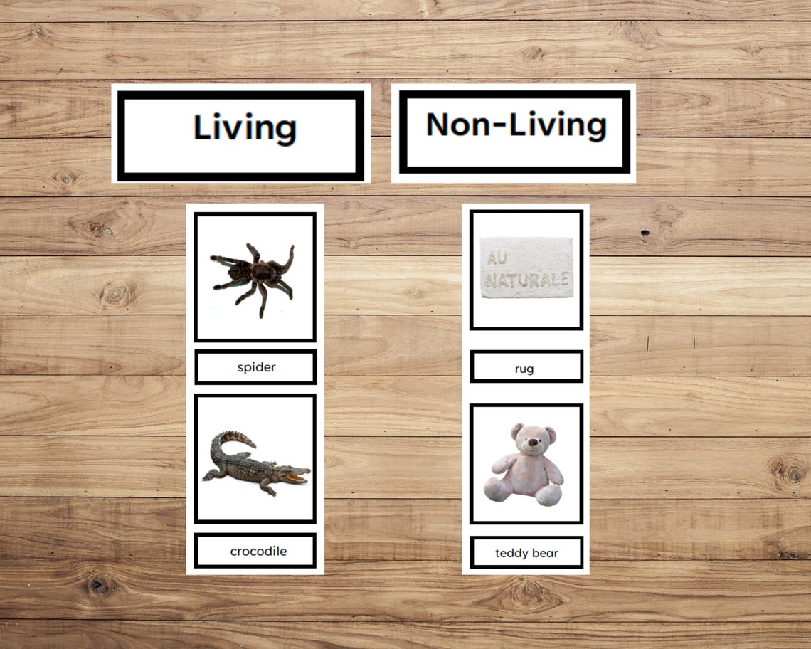 Living and Non-living Sorting Cards | 60 Montessori Picture Cards ...