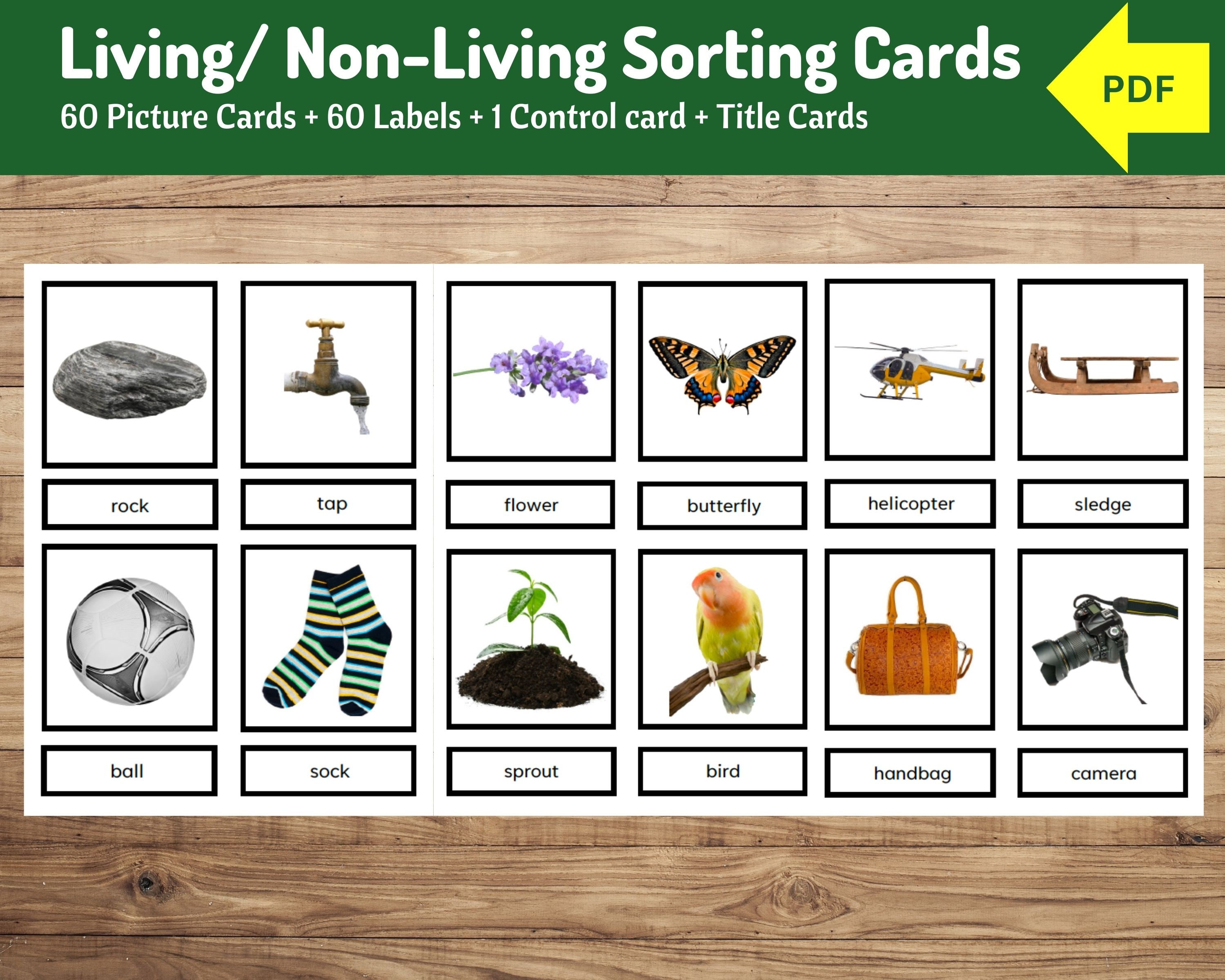 Living and Non-living Sorting Cards | 60 Montessori Picture Cards ...