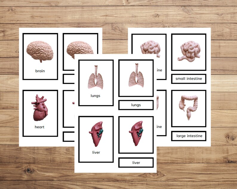 Organs of the Human Body: Montessori 3-part Cards + Description ...