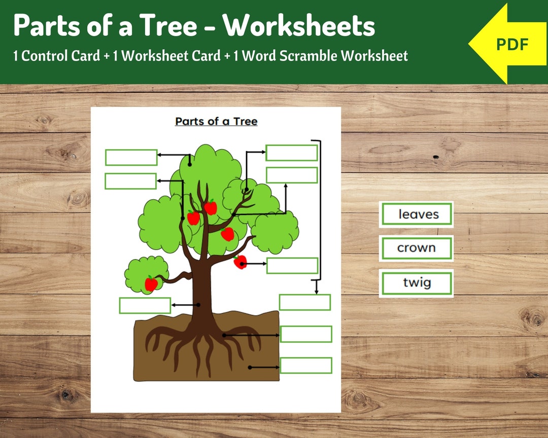 Parts Of A Tree Worksheet Learning Activity Montessori Cards Educational Printable Preschool And