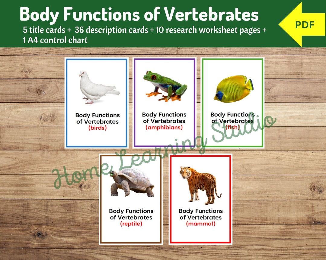 Body Functions of Vertebrates: Picture Cards and Research Worksheets - Etsy