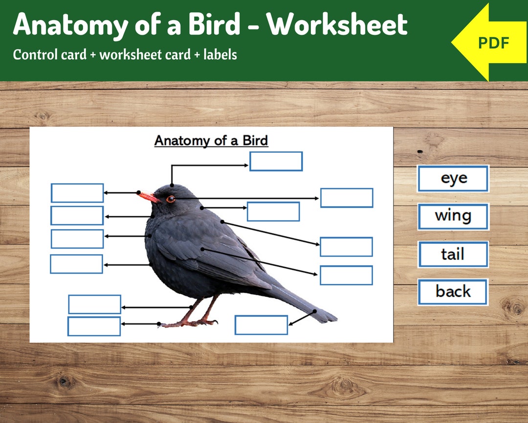 Parts of a Bird Worksheet Biology for Kids Digital - Etsy
