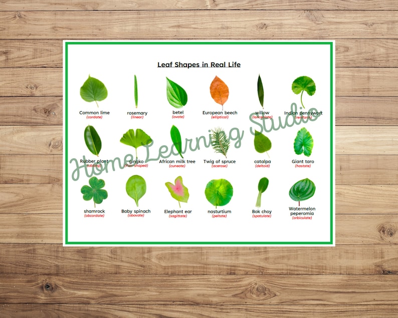 Leaf Shapes in Real Life – Montessori Leaf Cabinet | 18 Pictures With ...