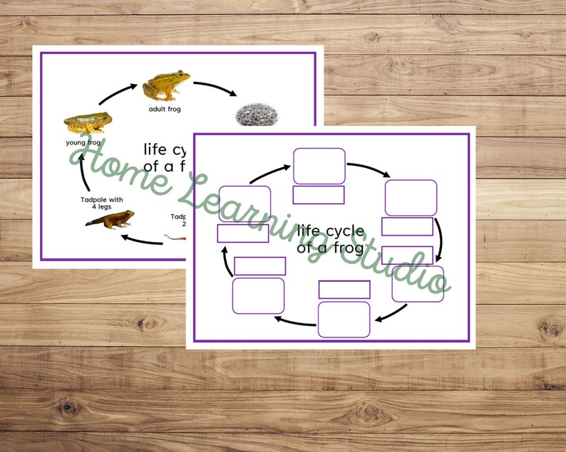Lifecycle of a Frog 6 Montessori Three Part Cards Control Cards ...