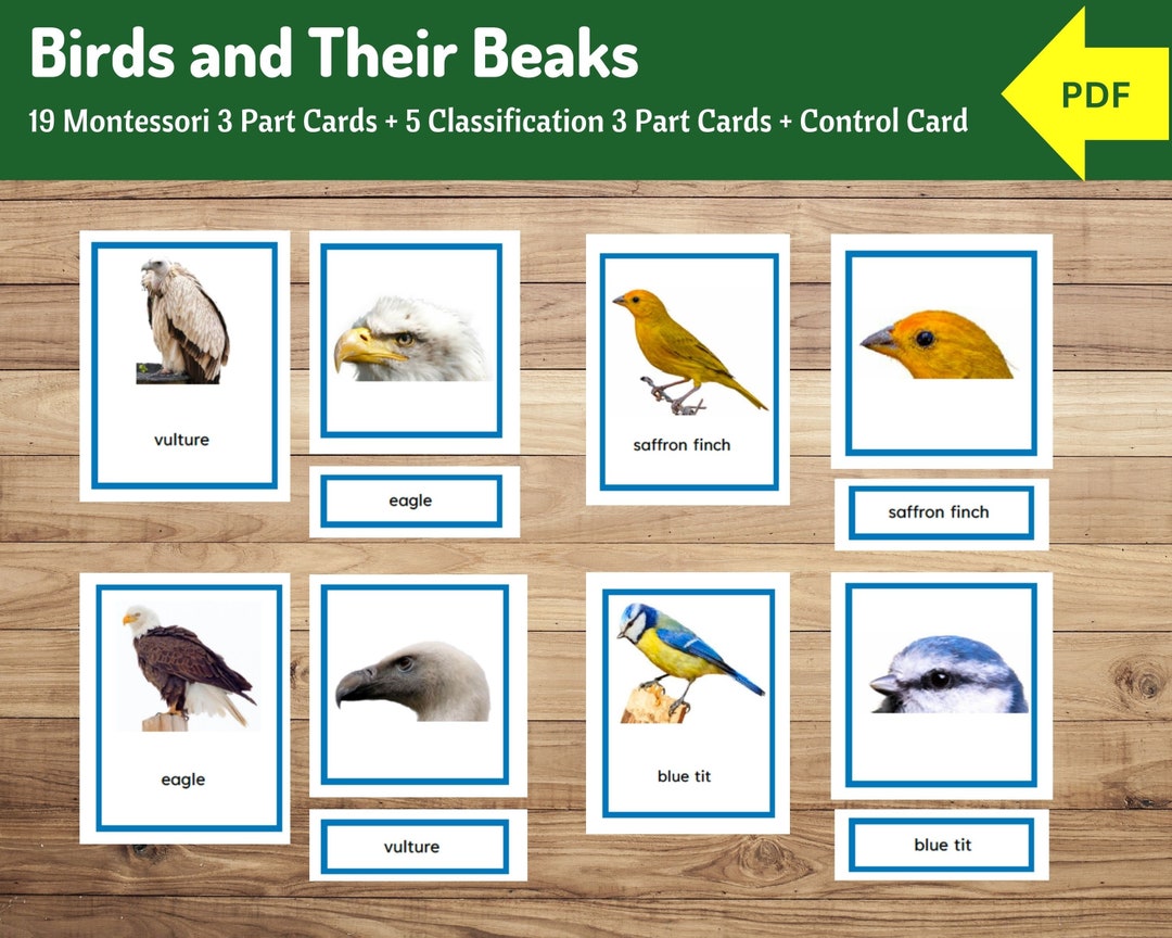 Birds and Their Beaks: Montessori Three-part Cards and Sorting Activity ...