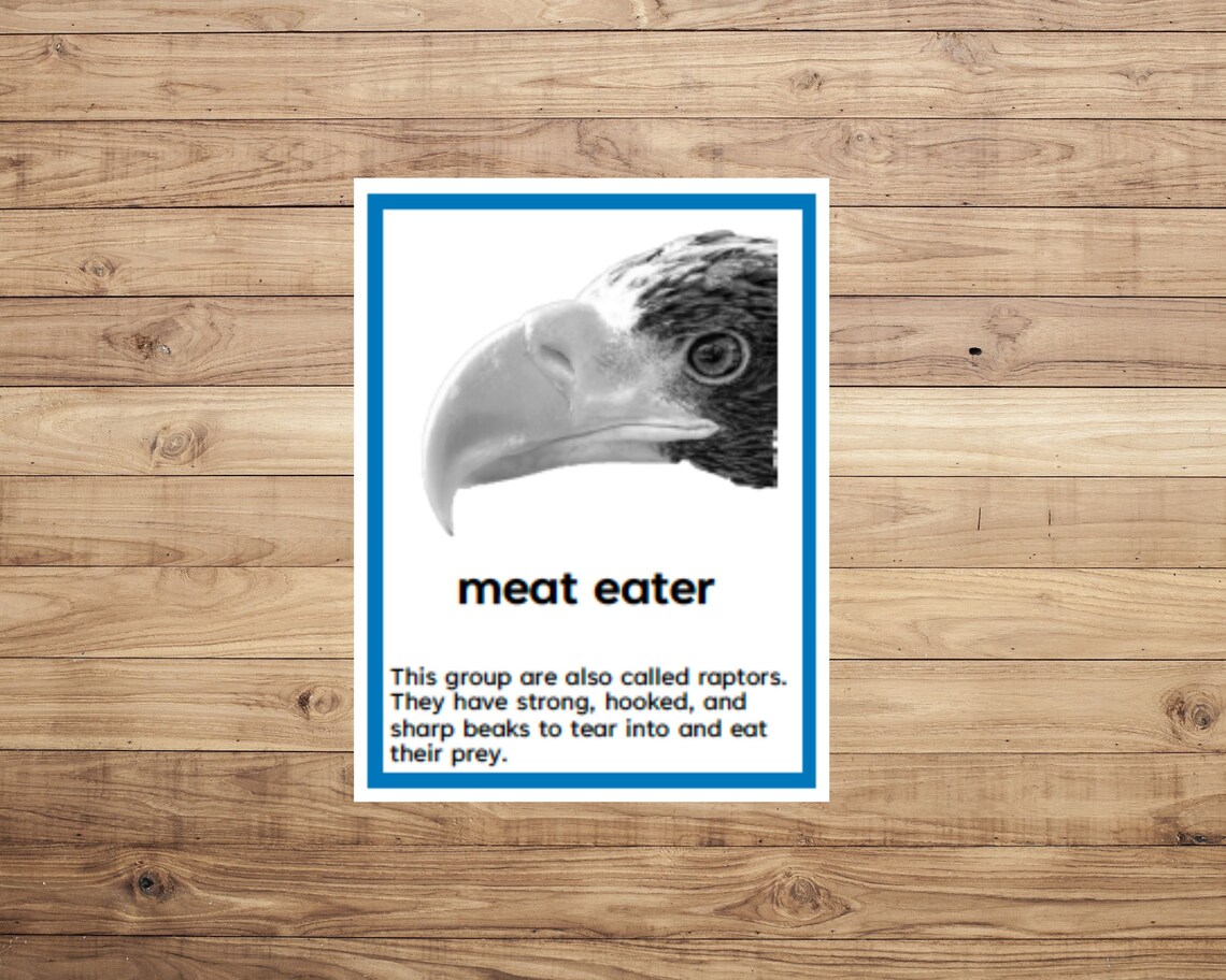 Birds and Their Beaks: Montessori Three-part Cards and Sorting Activity ...