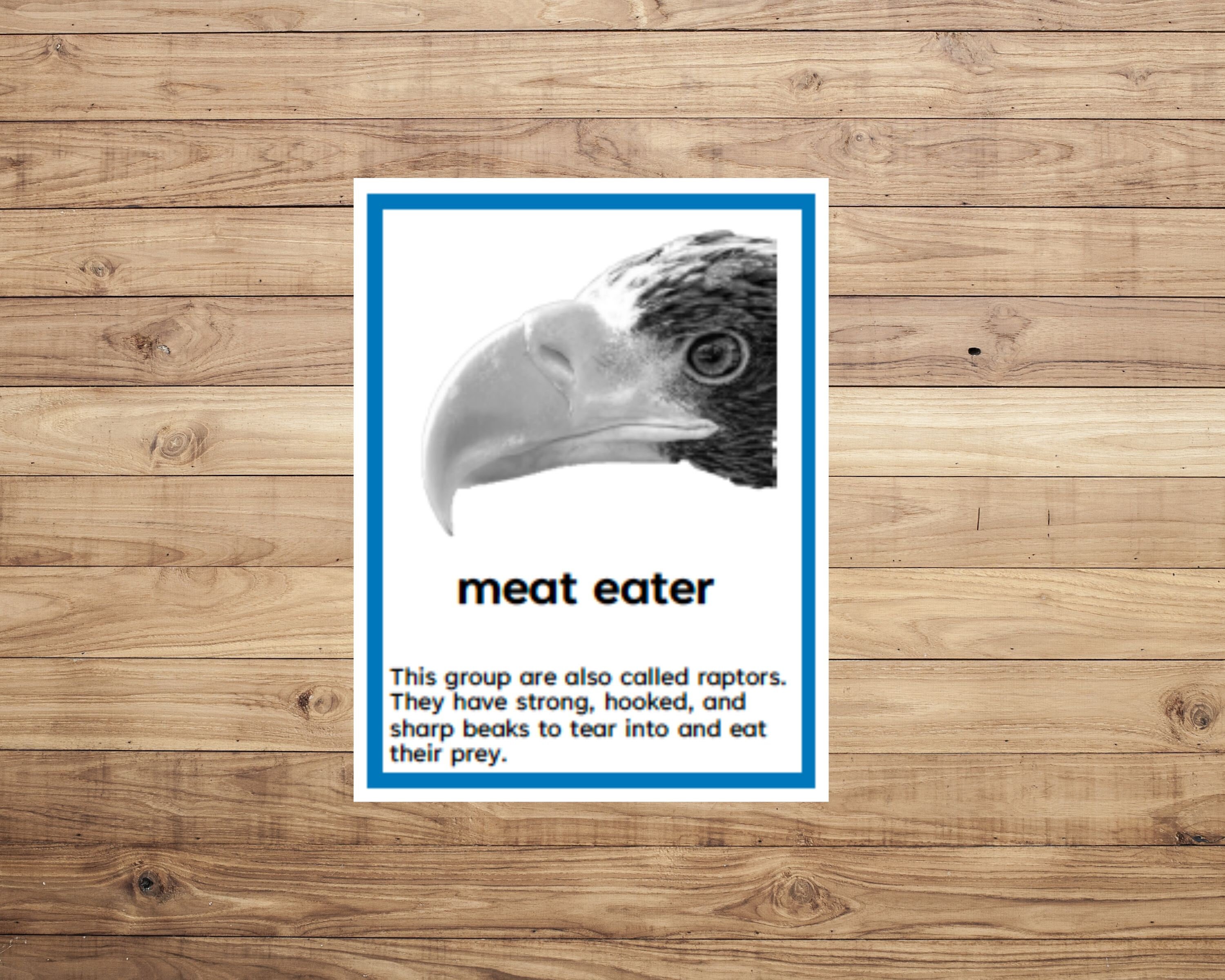 Birds and Their Beaks: Montessori Three-part Cards and Sorting Activity ...