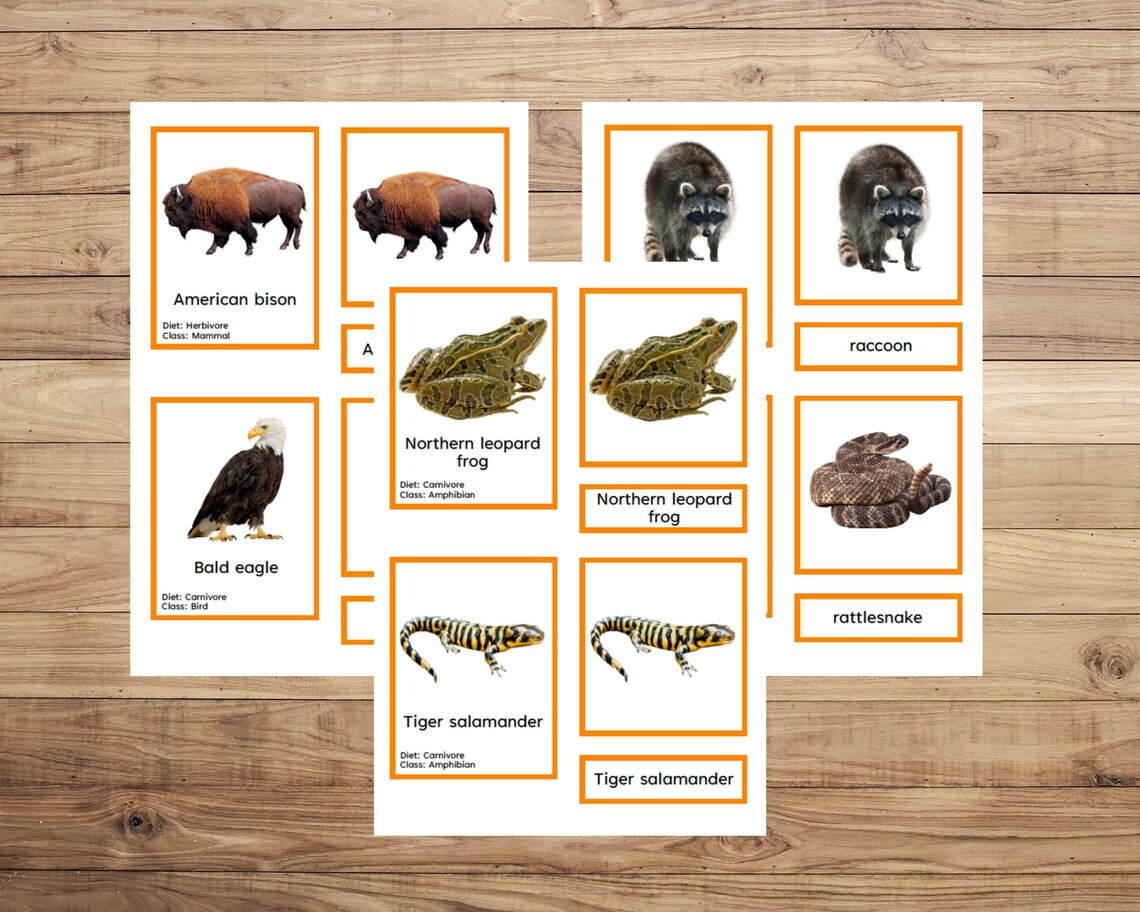 Animals of North America | 34 Montessori 3-part Cards | Geography for ...
