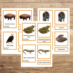 Animals of North America | 34 Montessori 3-part Cards | Geography for ...