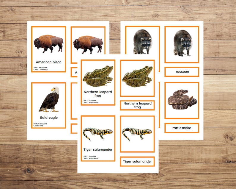 Animals of North America | 34 Montessori 3-part Cards | Geography for ...