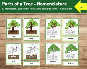 Montessori 3 Part Cards- Parts of a Tree - Etsy