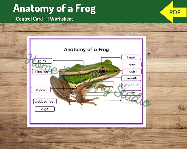 Anatomy of a Frog | Parts of a Frog - Worksheet | Nomenclature Cards - Etsy