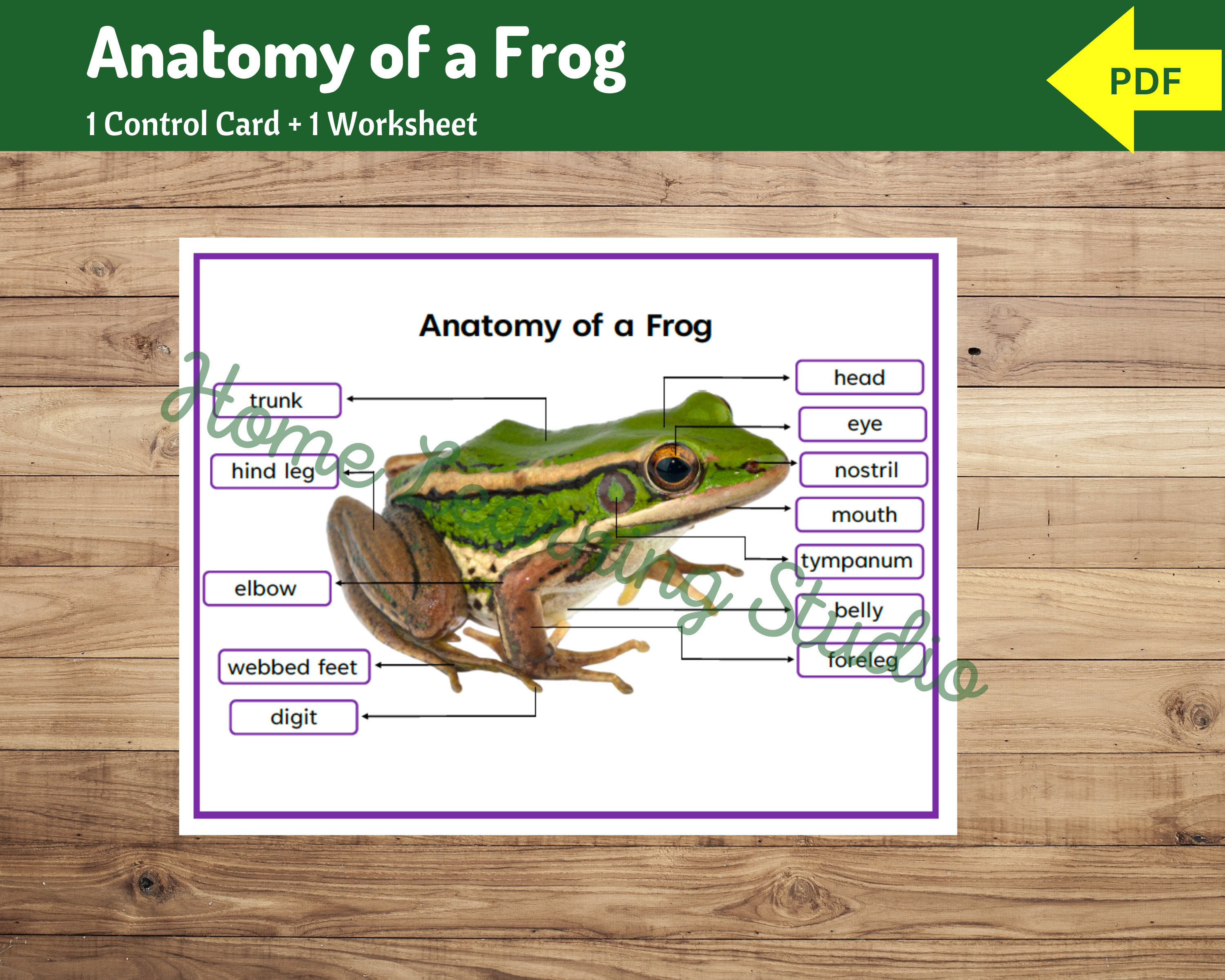 Anatomy of a Frog | Parts of a Frog - Worksheet | Nomenclature Cards - Etsy