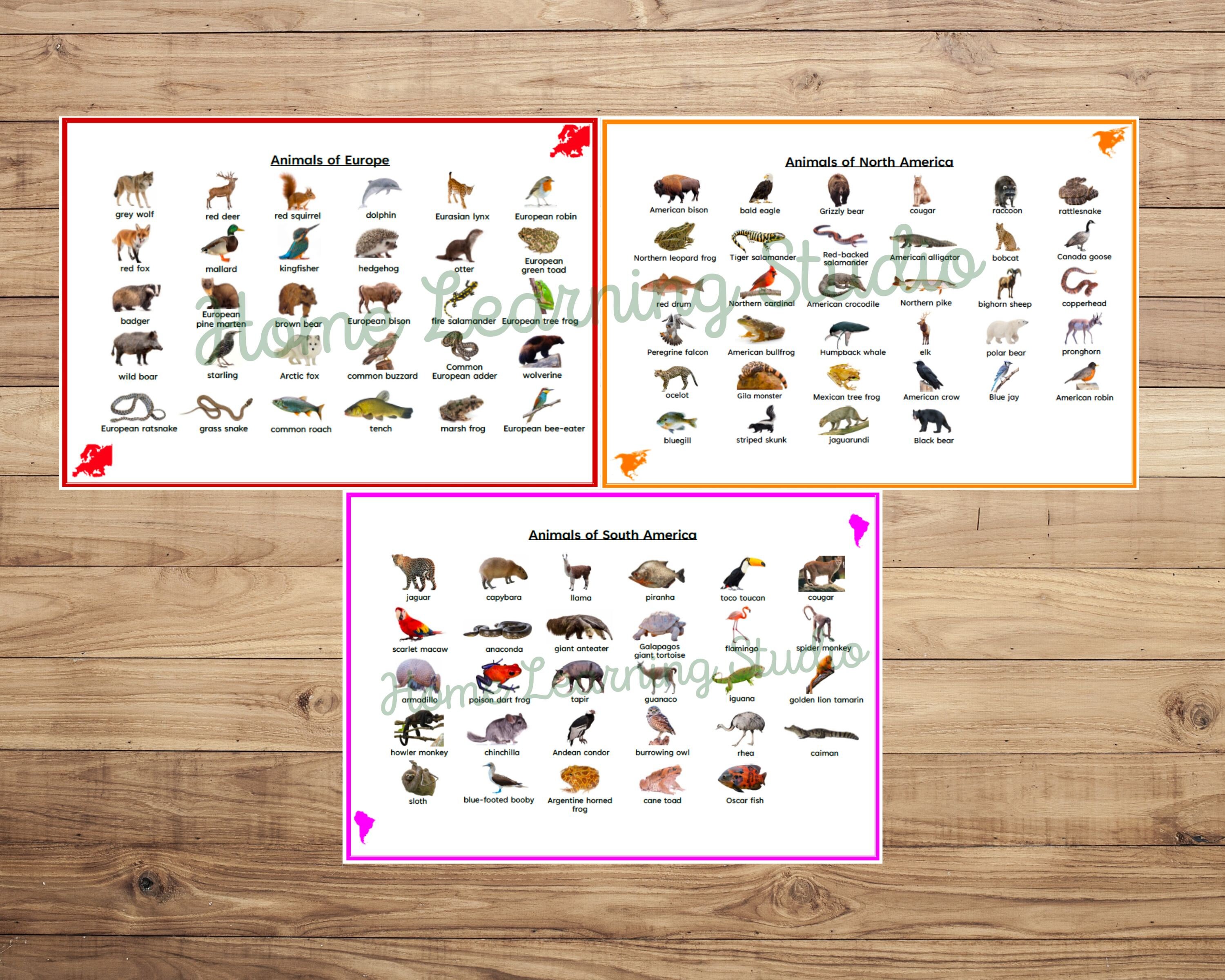 Animals of the Continents Mega Bundle | 219 Montessori Cards | Wildlife ...
