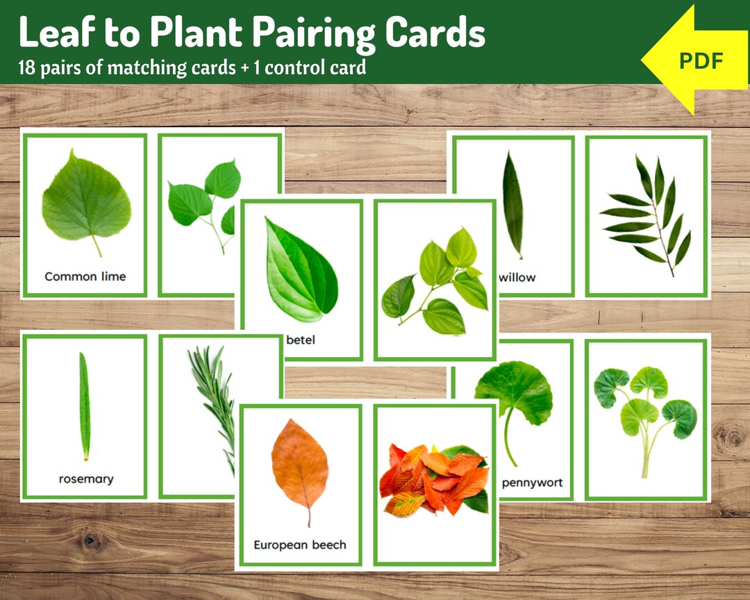 Leaf to Plant Pairing Cards | Montessori Nature Exploration - Etsy