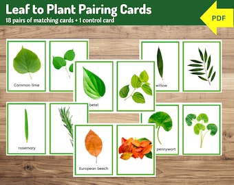 Leaf Anatomy - Etsy