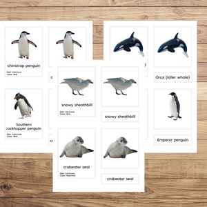 Animals of Antarctica | 24 Montessori 3 Part Cards | Geography for Kids ...