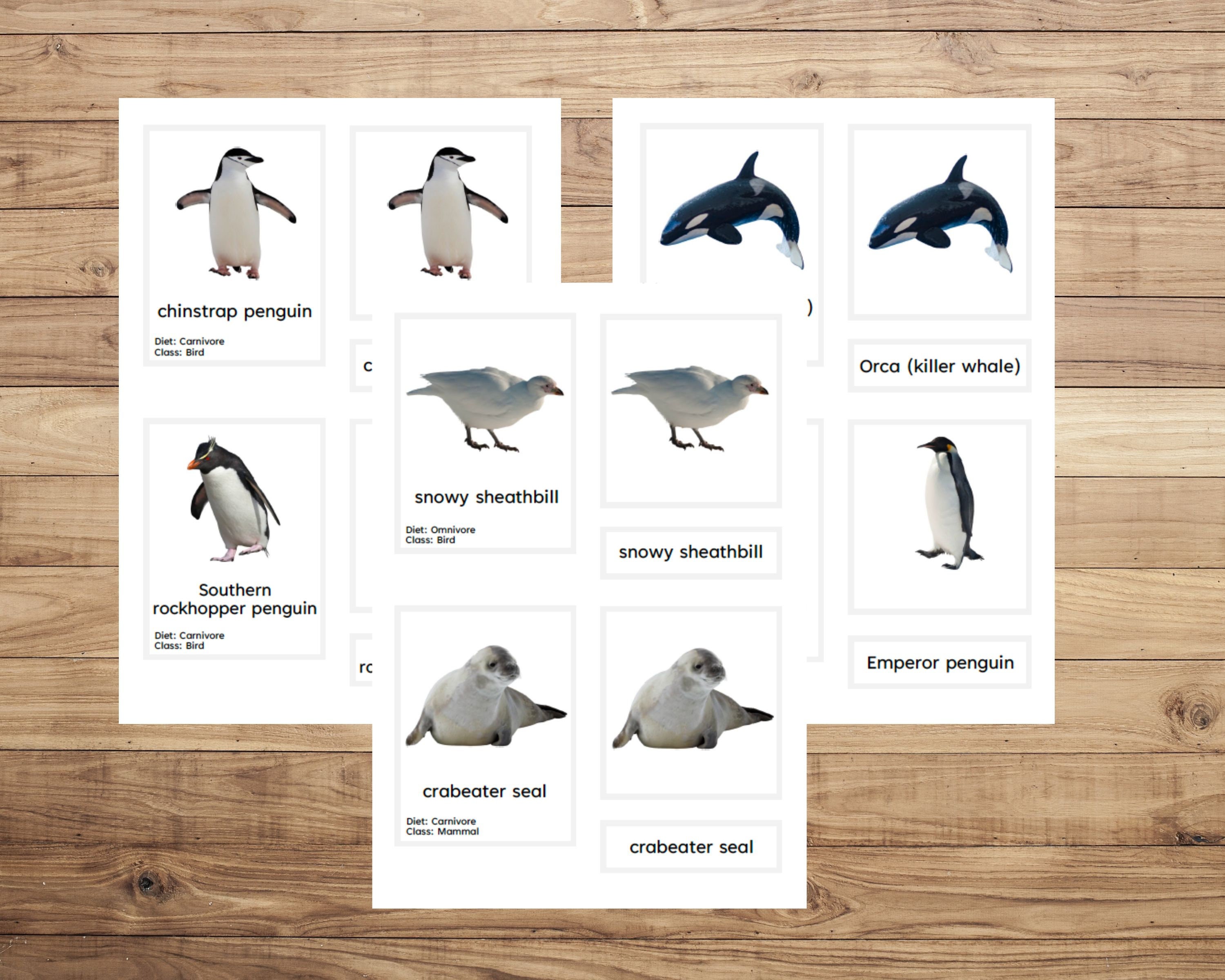 Animals of Antarctica | 24 Montessori 3 Part Cards | Geography for Kids ...