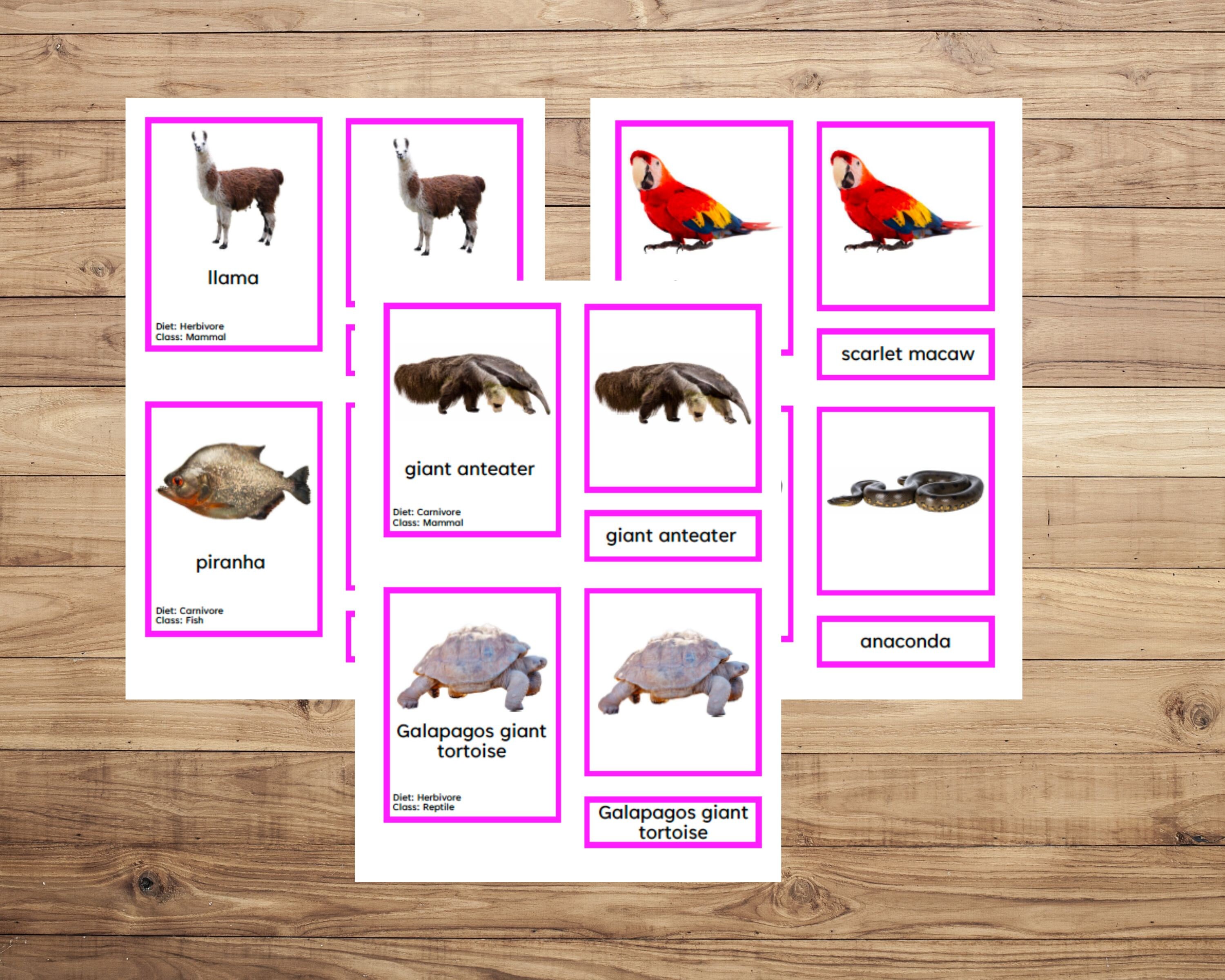 Animals of South America 29 Montessori 3-part Cards Includes: Mammals ...