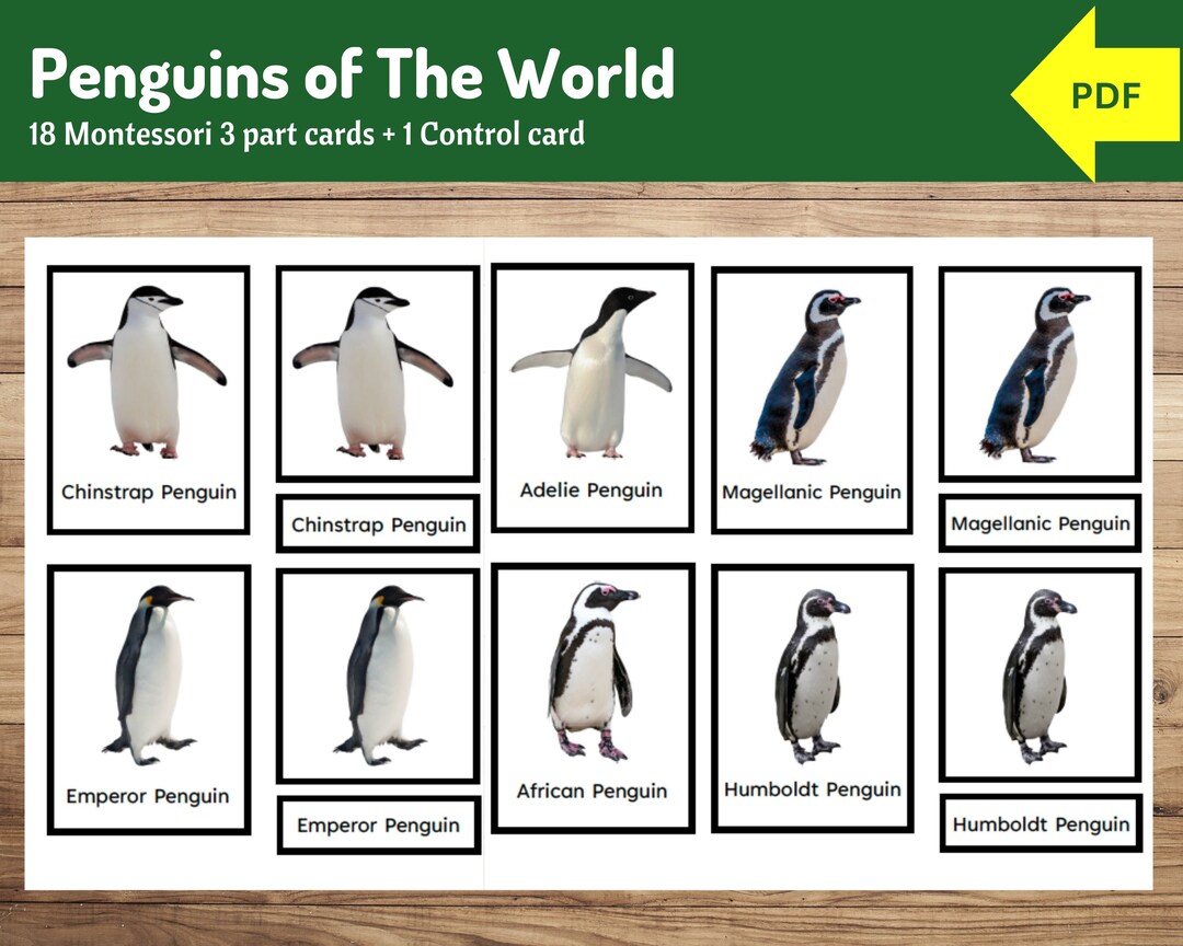 Penguins of the World 18 Montessori 3 Part Cards 1 Control Card ...