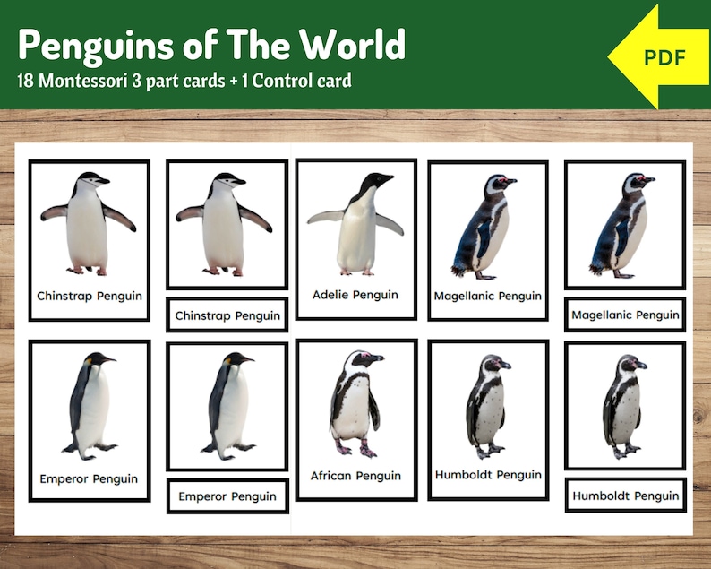 Penguins of the World 18 Montessori 3 Part Cards 1 Control Card ...