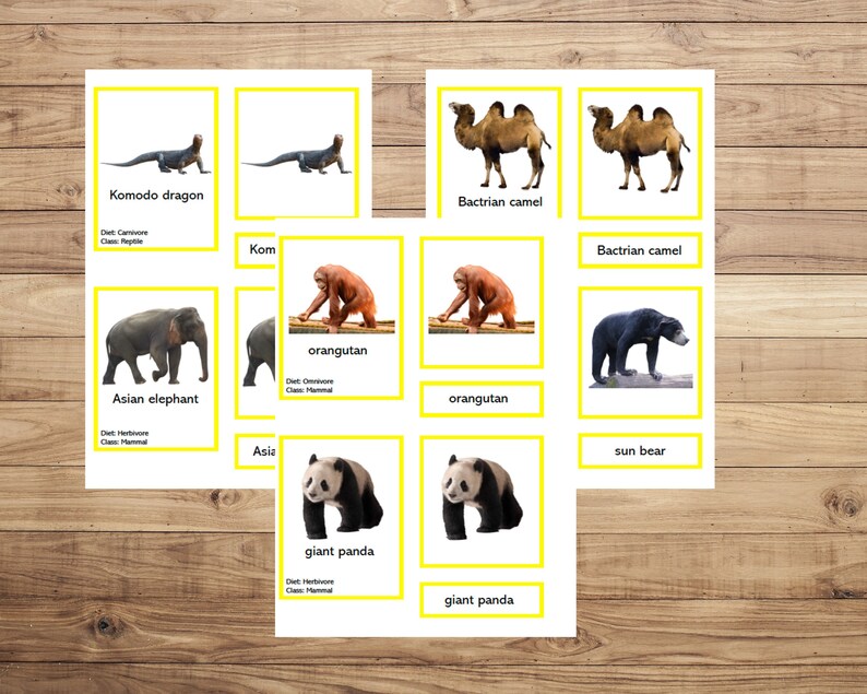 Animals of Asia Montessori 3-part Cards Geography for Kids - Etsy