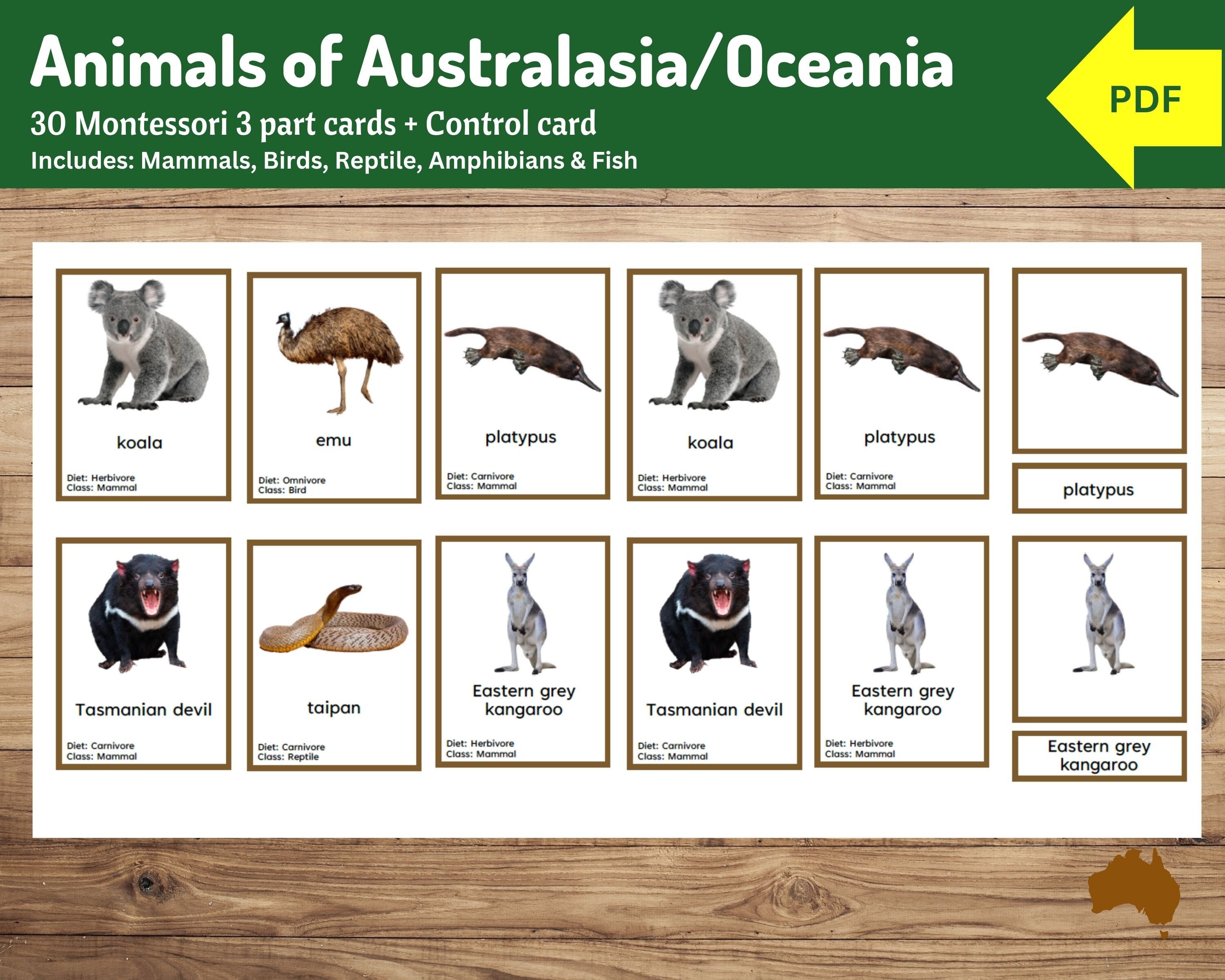 Animals of Australasia/oceania | 30 Montessori 3-part Cards | Continent ...