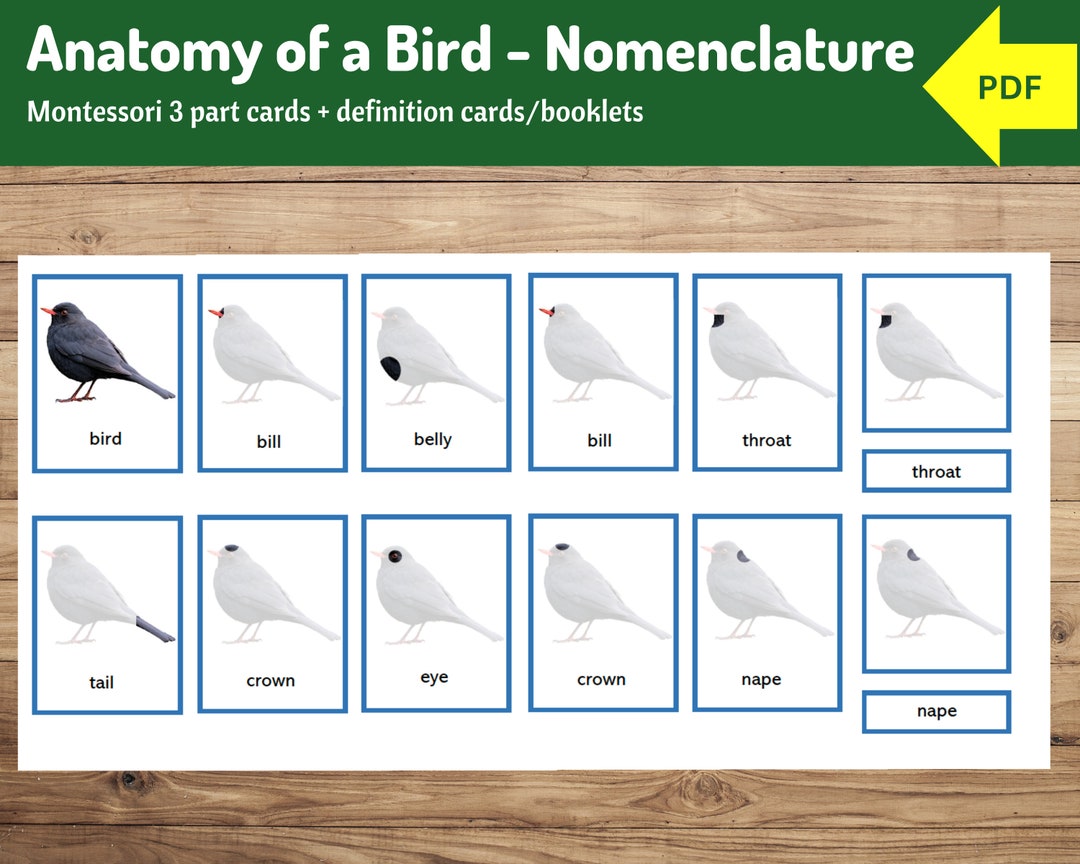 Parts of a Bird Montessori Nomenclature Cards Description - Etsy