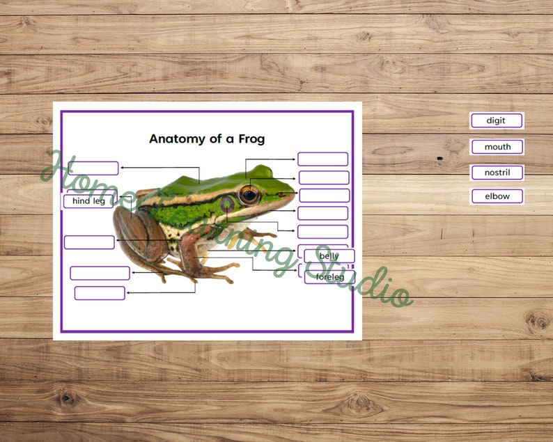 Anatomy of a Frog | Parts of a Frog - Worksheet | Nomenclature Cards - Etsy