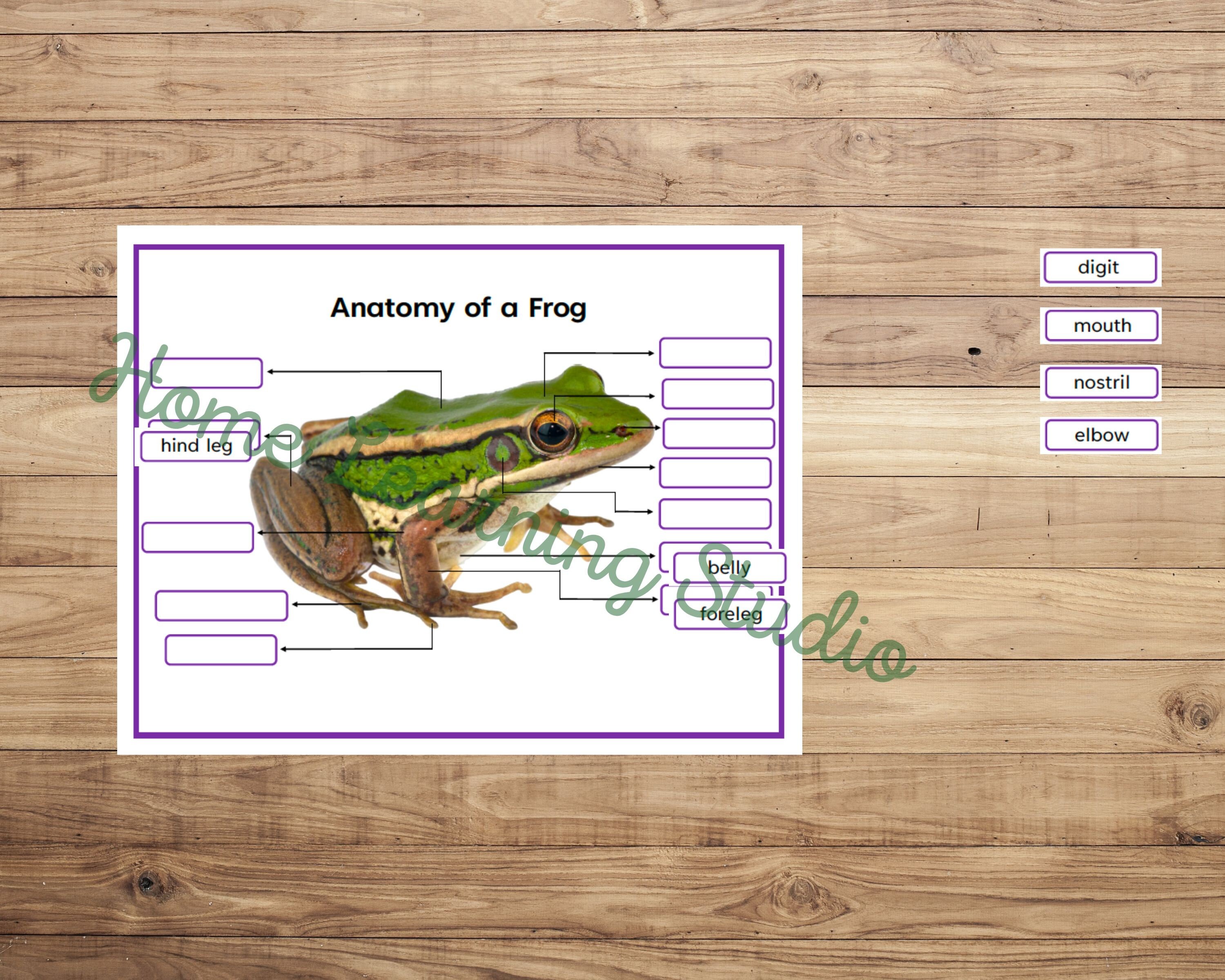 Anatomy of a Frog | Parts of a Frog - Worksheet | Nomenclature Cards - Etsy