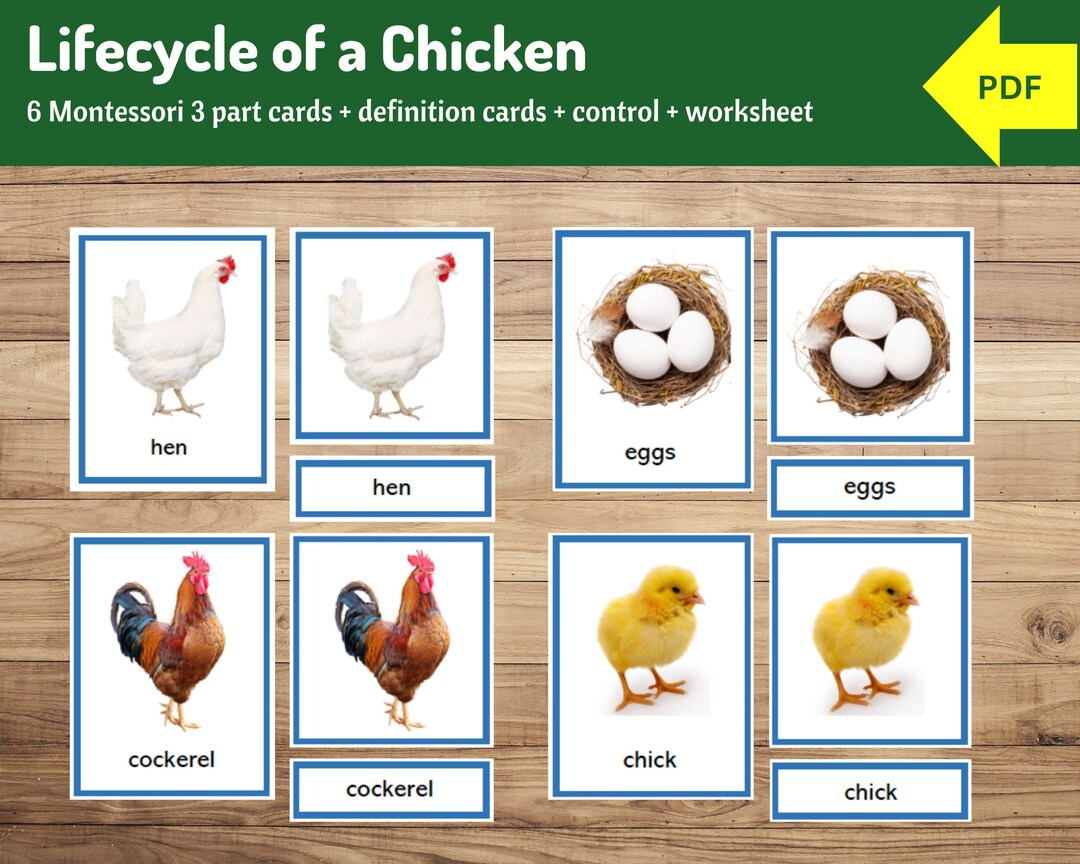 Lifecycle of a Chicken 6 Montessori Three Part Cards Definition Cards ...