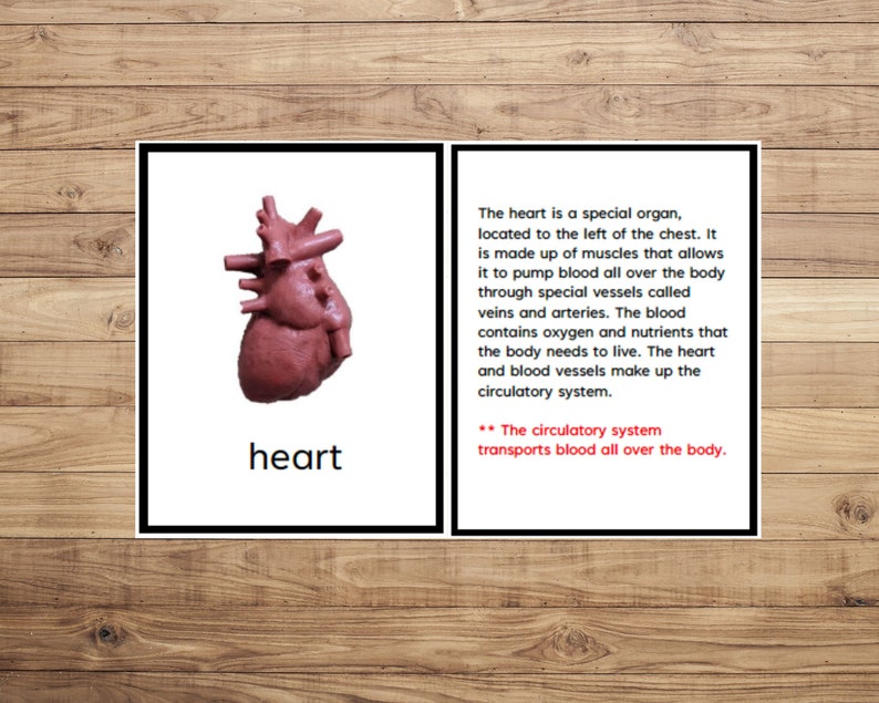Organs of the Human Body: Montessori 3-part Cards + Description ...