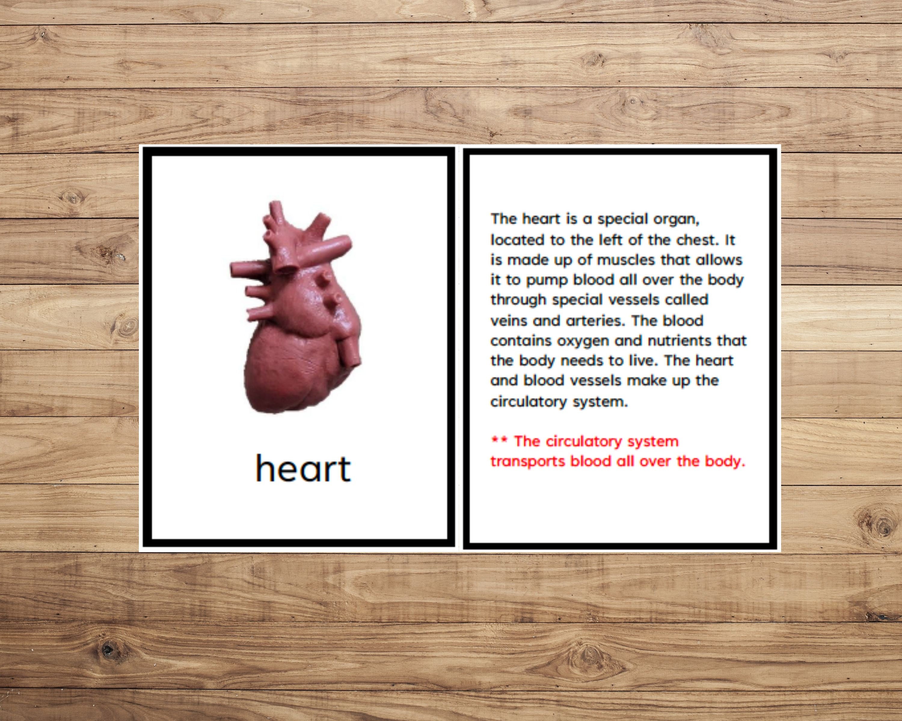 Organs of the Human Body: Montessori 3-part Cards + Description ...