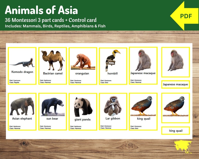 Animals of Asia Montessori 3-part Cards Geography for Kids - Etsy