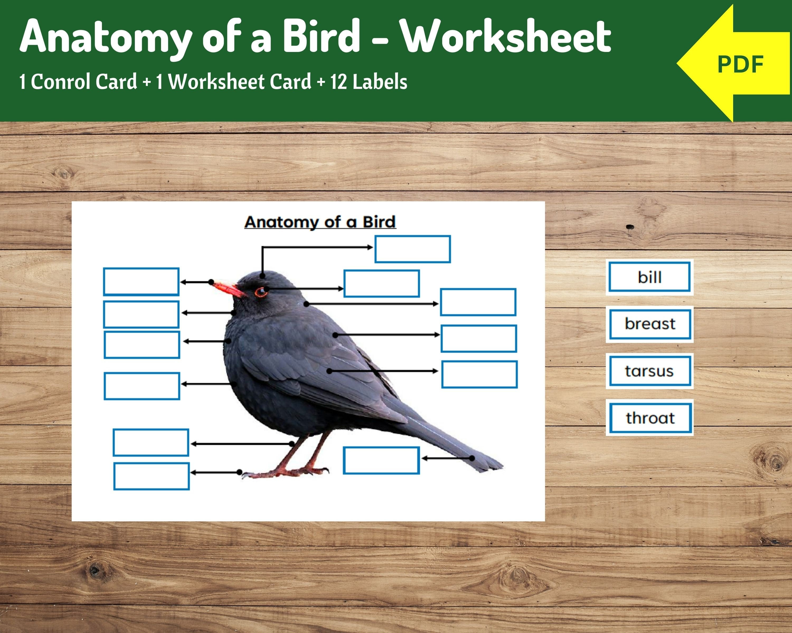 Parts of a Bird Worksheet Biology for Kids Digital Downloads Homeschool ...