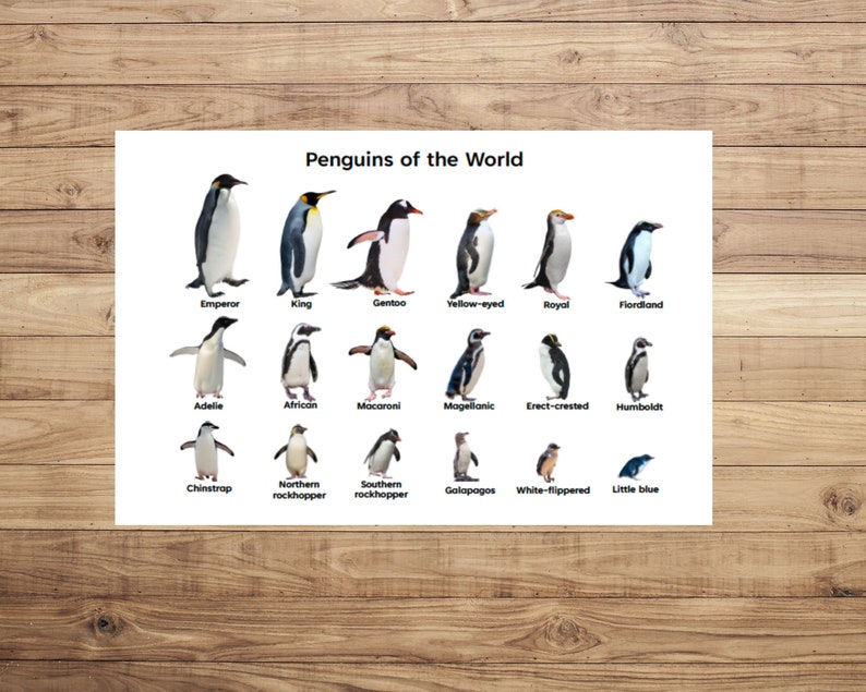 Penguins of the World 18 Montessori 3 Part Cards 1 Control Card ...