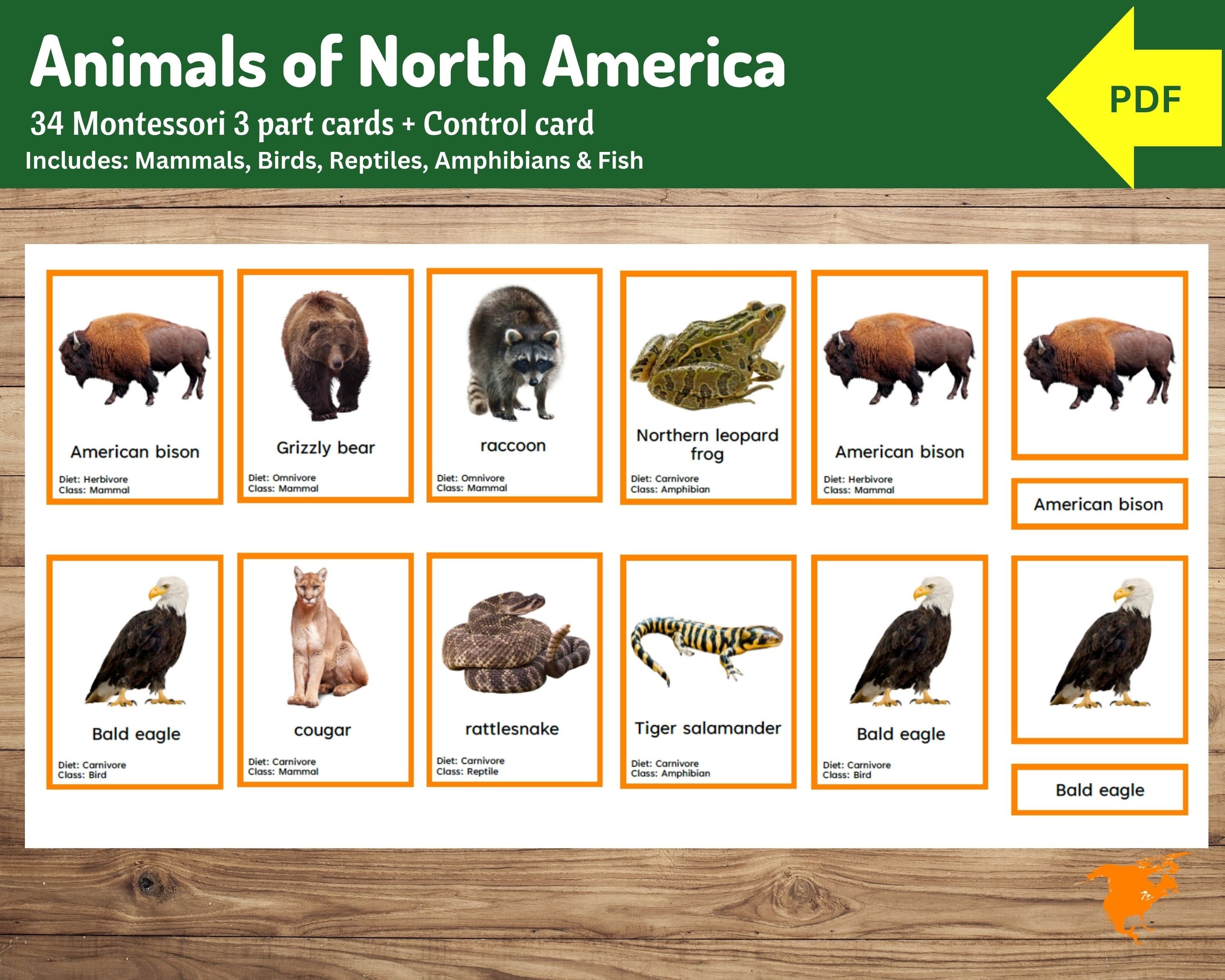 Animals of North America | 34 Montessori 3-part Cards | Geography for ...