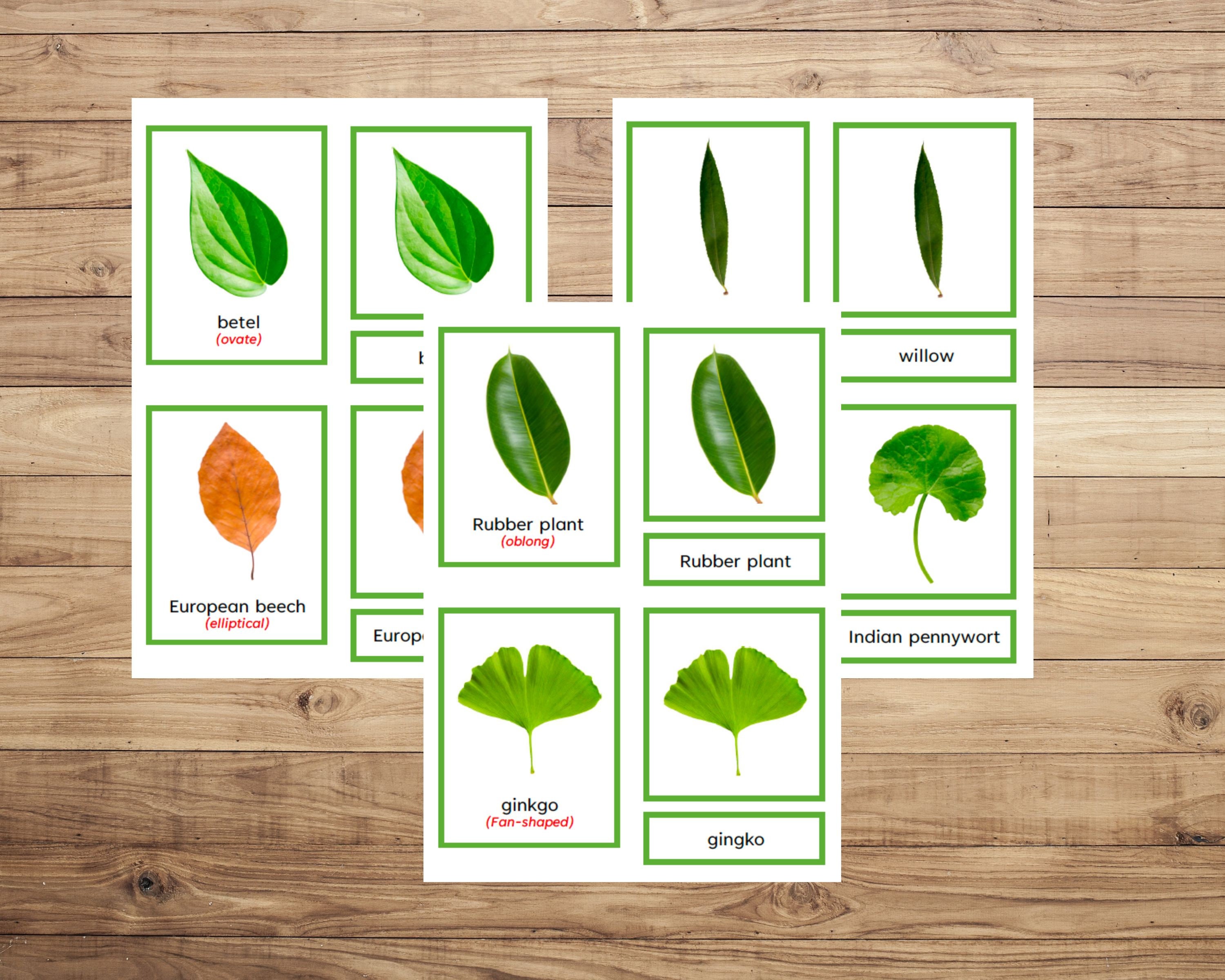 Leaf Shapes in Real Life – Montessori Leaf Cabinet | 18 Pictures With ...