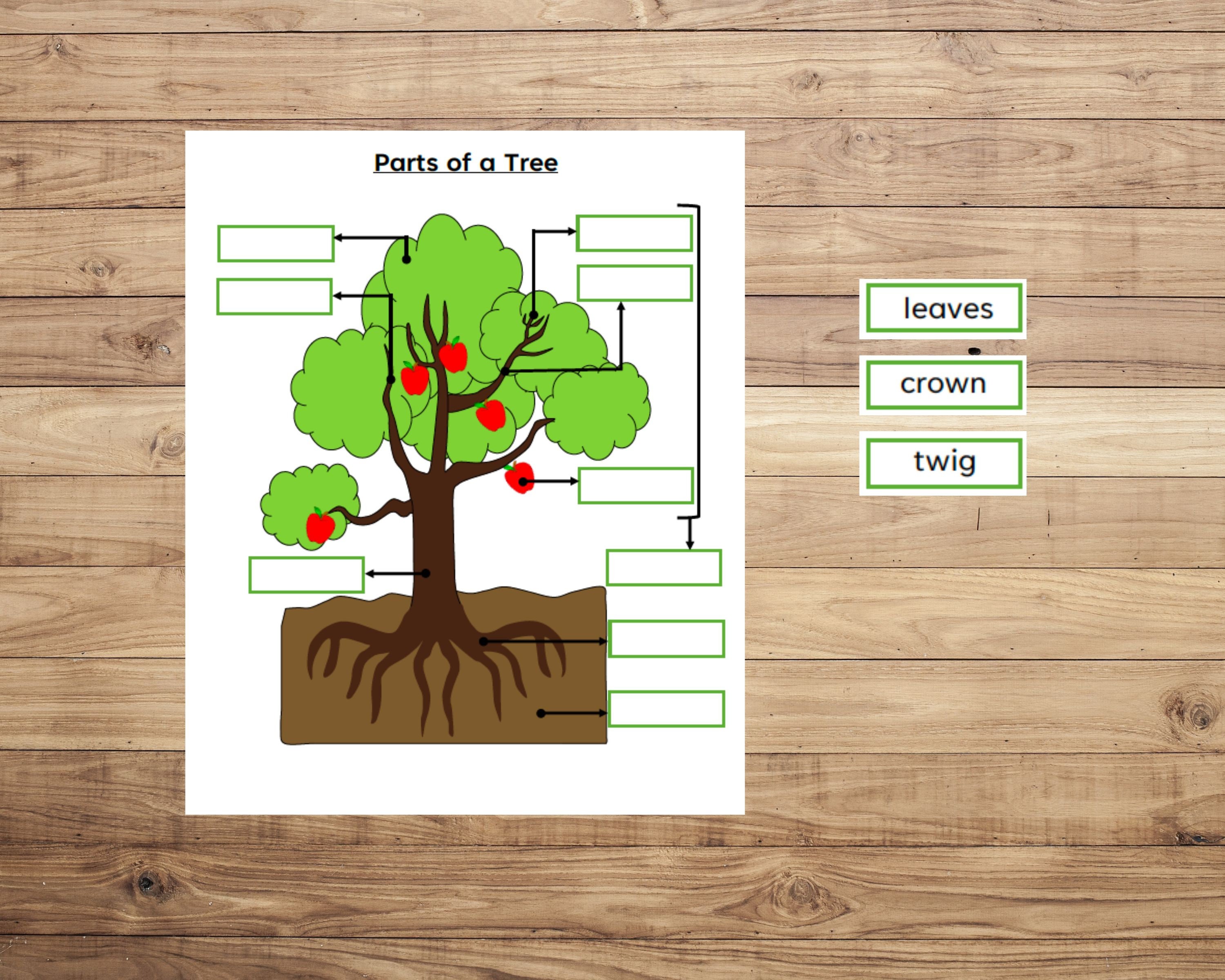 Parts of a Tree Bundle | Description Cards, Nomenclature Cards ...