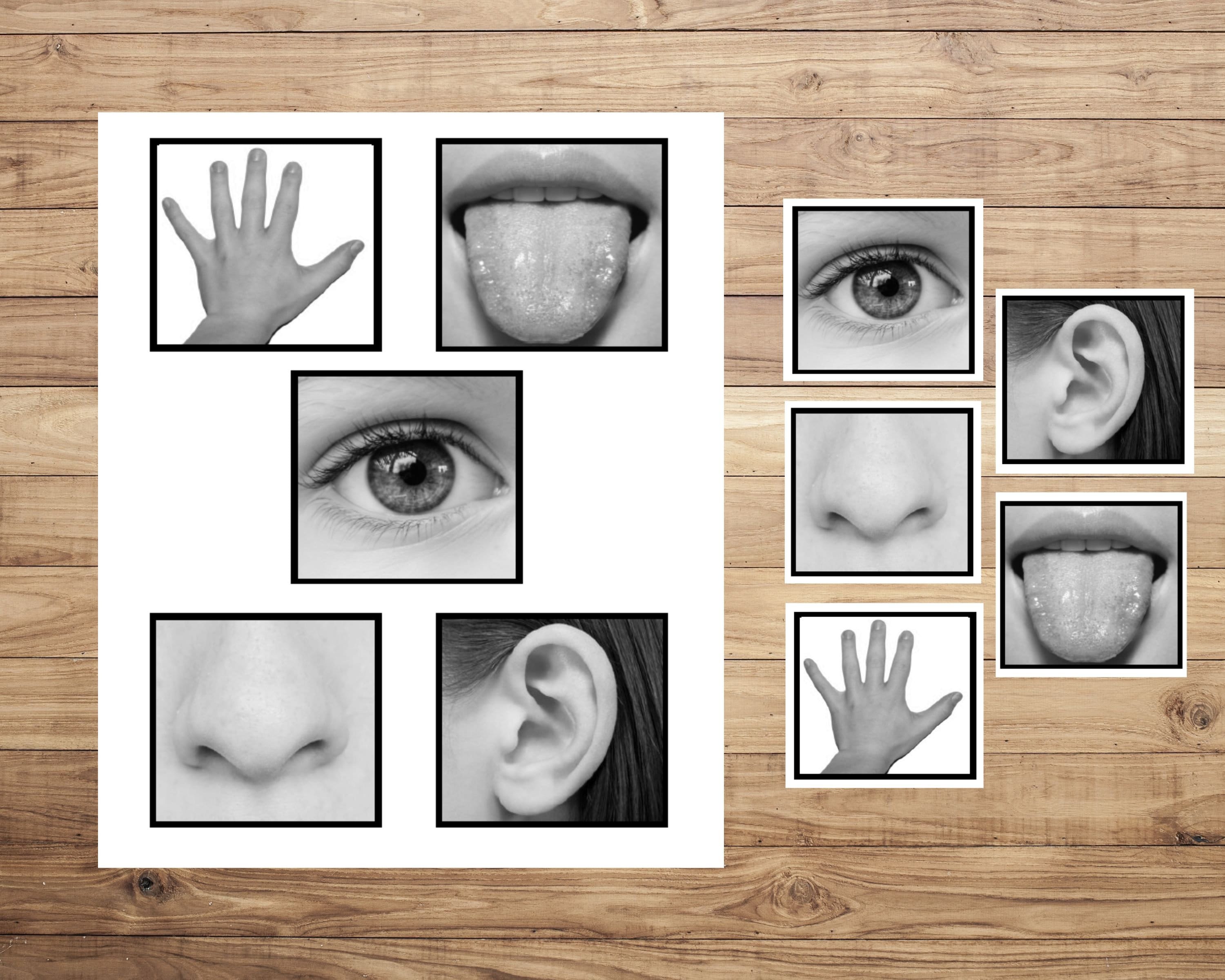 Five Senses Sorting Cards | Montessori Set | Early Learning | 40 Cards ...