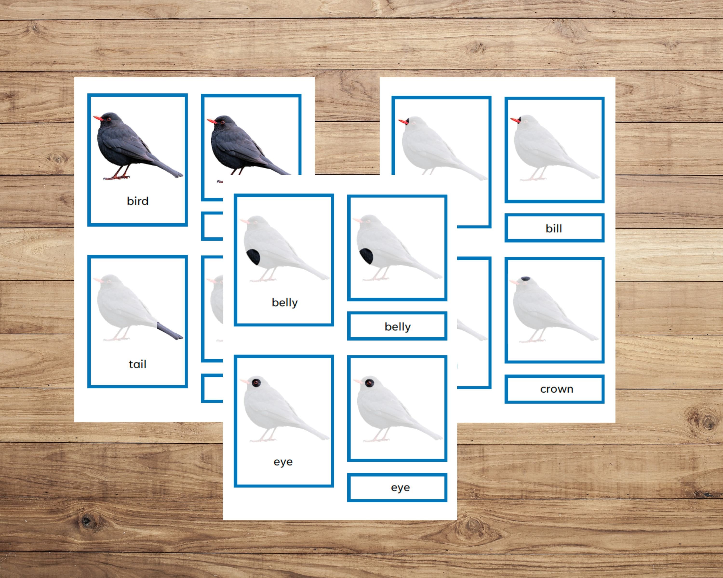 Parts of a Bird 13 Montessori Three Part Cards 13 Description Booklets ...