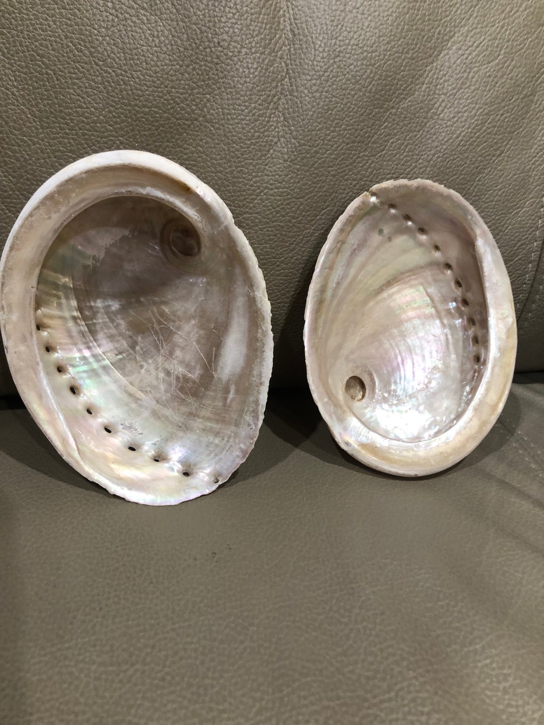 Gorgeous Pair of Stunning Abalone Shells - Etsy Australia